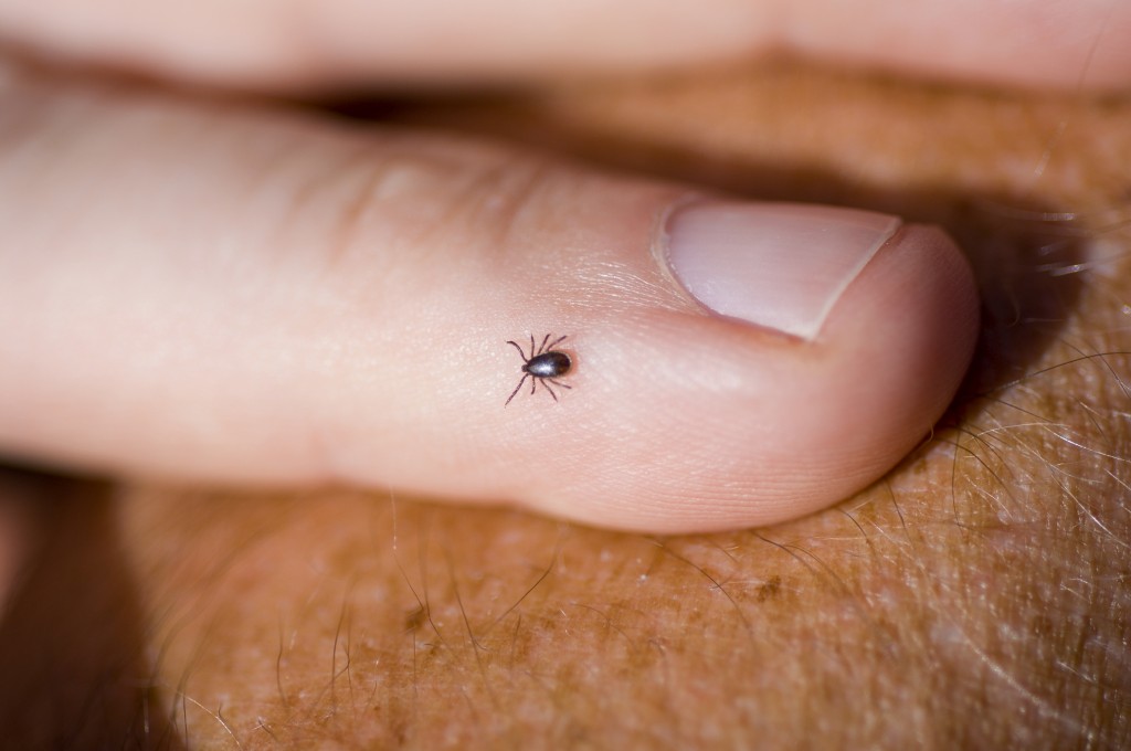 tick - Sussex Travel Clinic