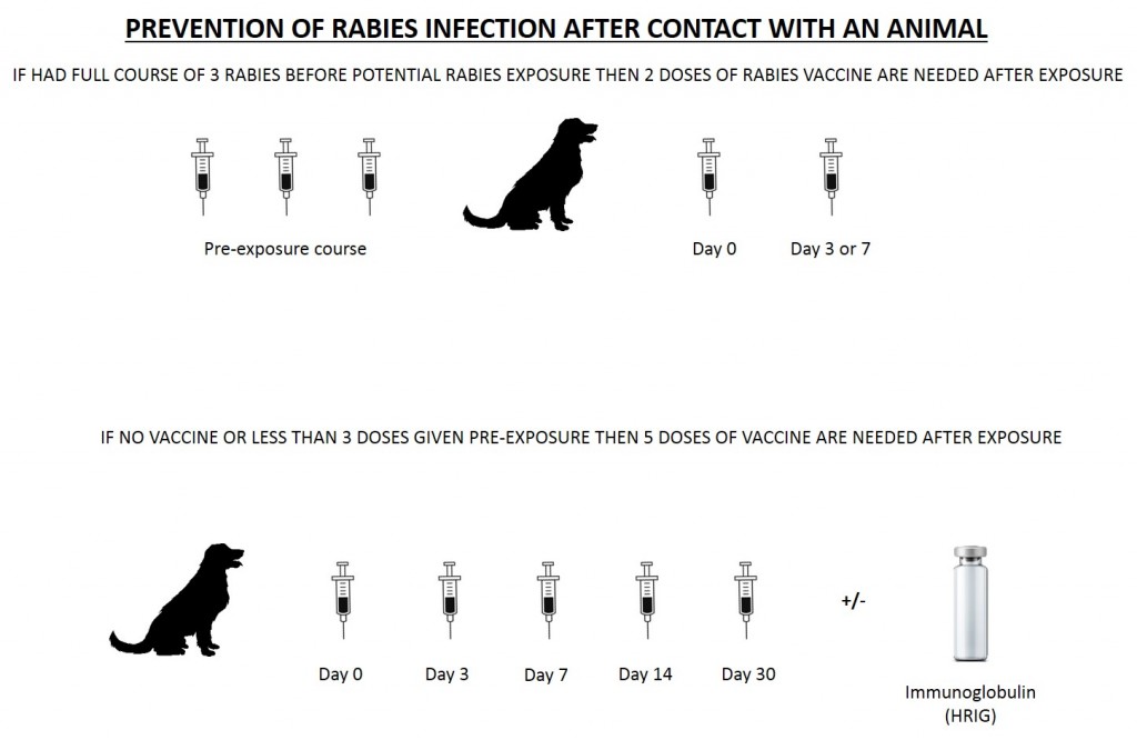 Fangs For The Memory a Guide To Rabies Post Exposure Treatment Fangs For The Memory a Guide To Rabies Post Exposure Treatment